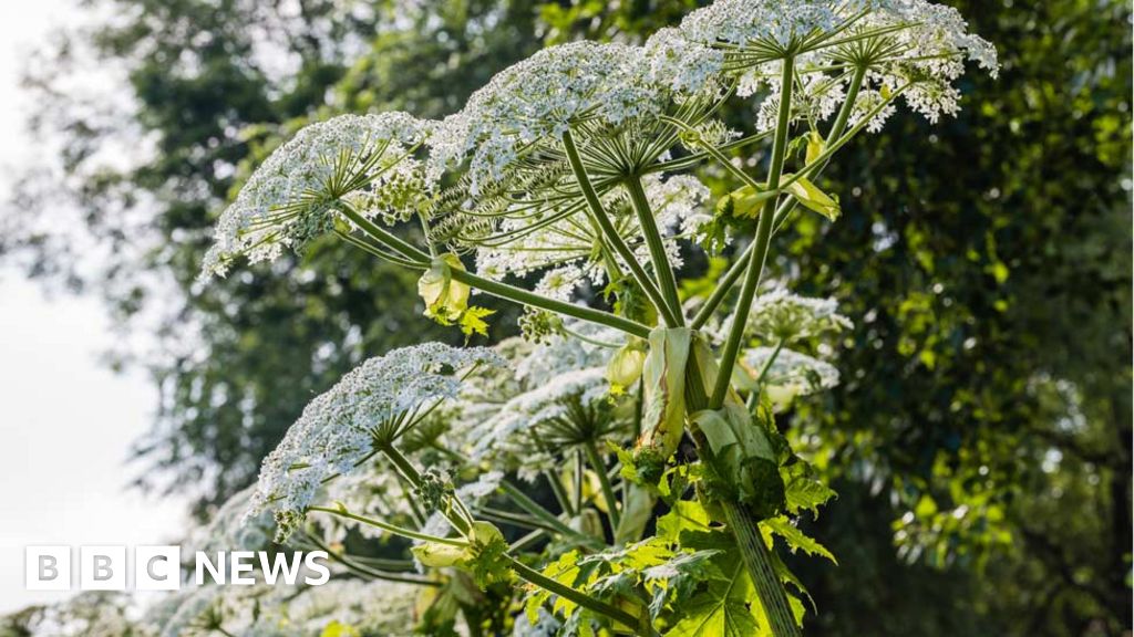 Hogweed Plant Rash 3 Toxic Plants In BC Loon Lake Lodge & Retreat
