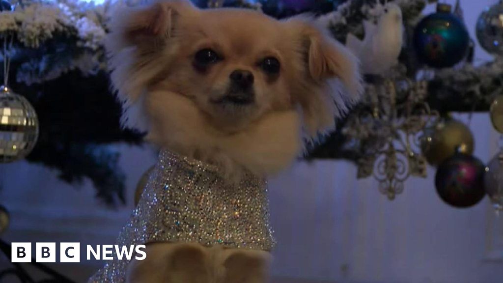 The dress for dogs designed in Hove and selling for £40,000 - BBC News