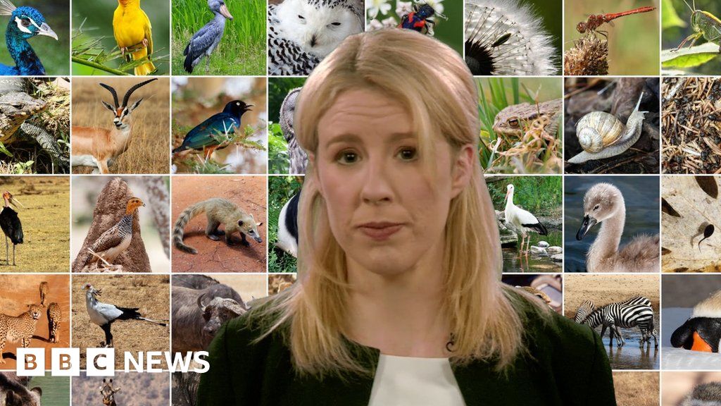 UN Biodiversity summit: What is biodiversity?