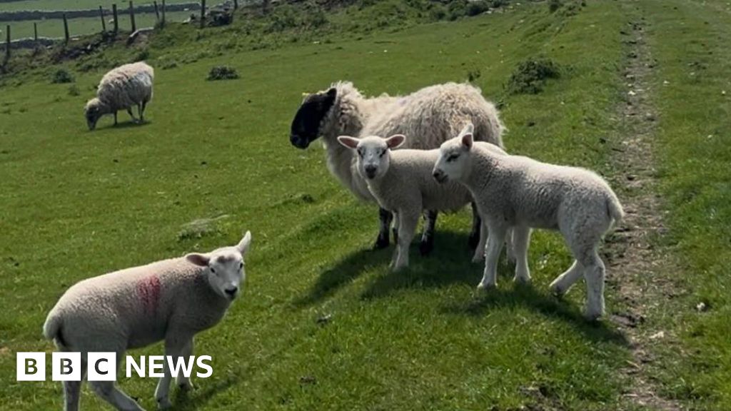 Isle of Man farmers want tougher action for dog attacks on sheep