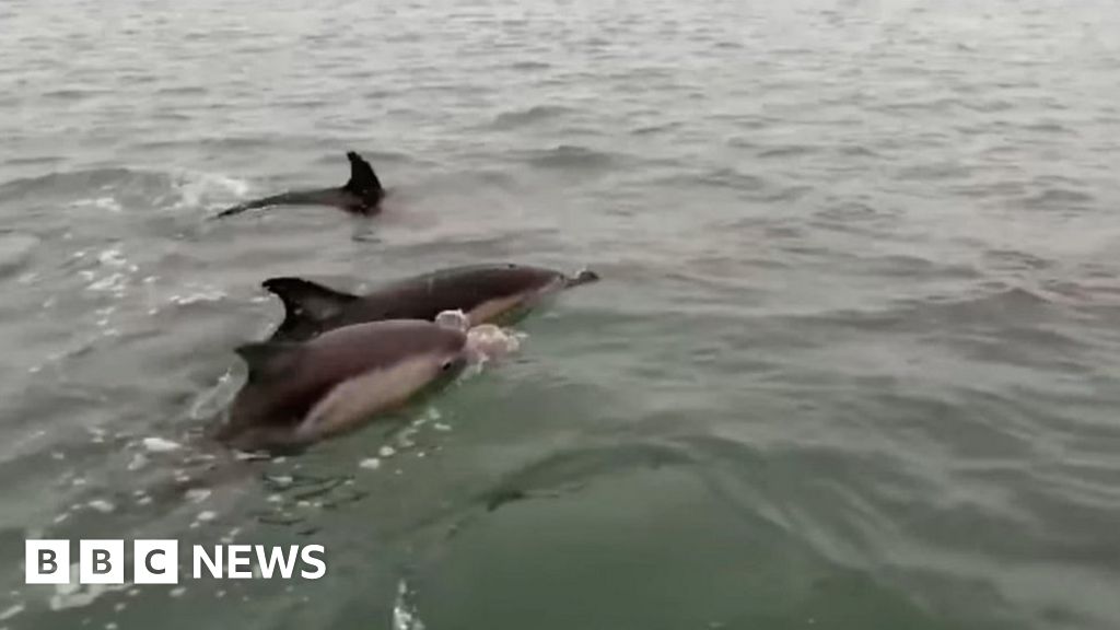 Hundreds of dolphins filmed off Pembrokeshire coast