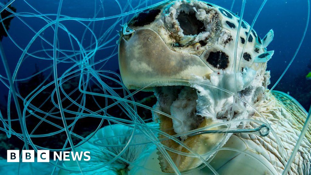 Haunting image of trapped sea turtle wins underwater photo award