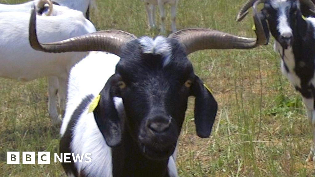 Fighting fires with goats