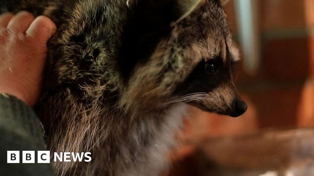Iain Jenkins says rescuing raccoons helped him battle mental health ...