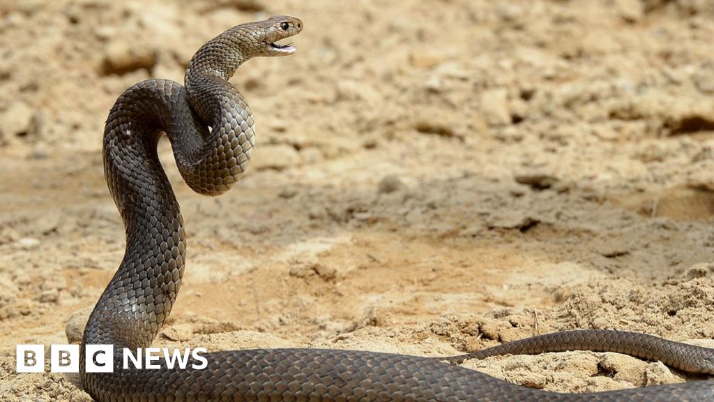 Nigerian university hires snake charmers after student death - BBC News