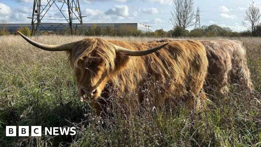 Highland cows Colin and Harry moo-ve in to tend Derby parks - BBC News