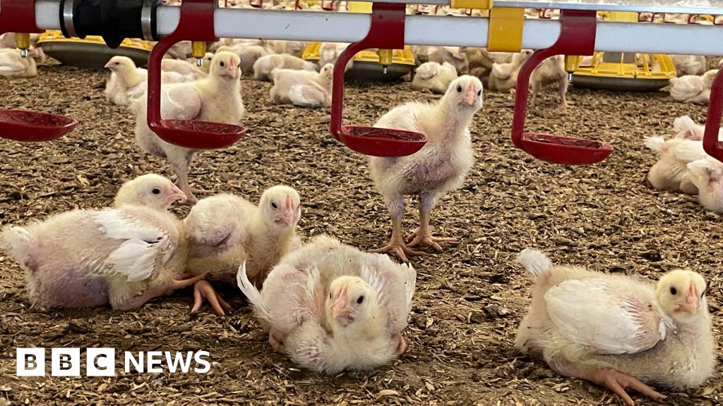 Hereford chicken firm says it is improving welfare standards