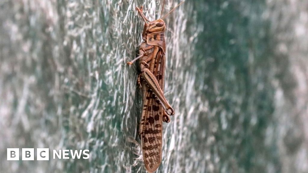 India locusts: Swarm sweeps into Delhi suburb Gurgaon - BBC News