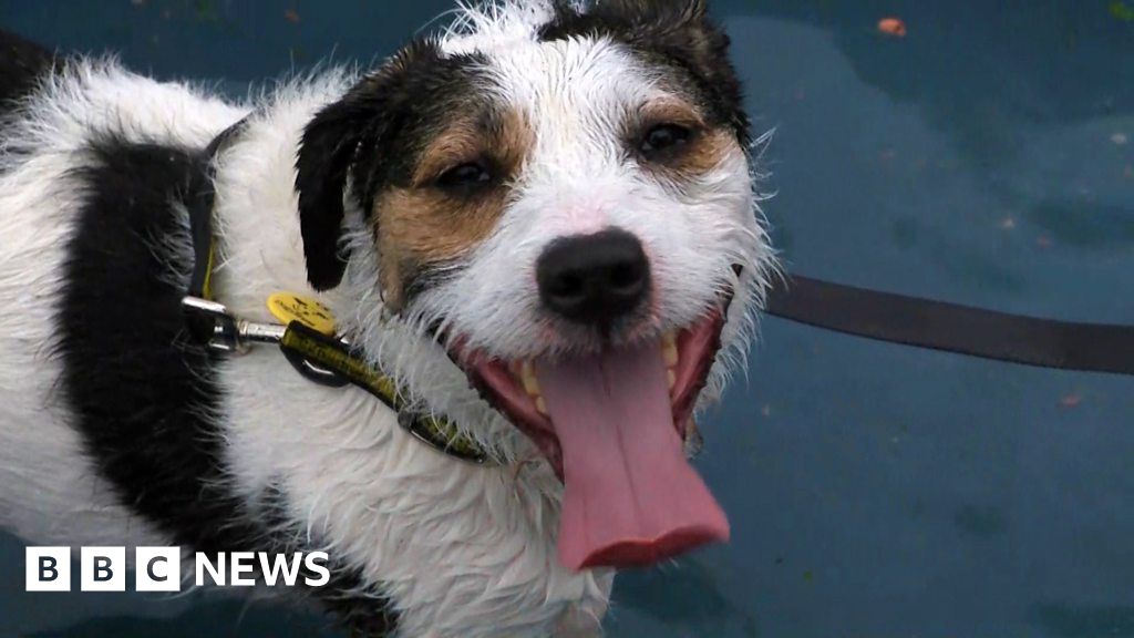 Coronavirus: How do you adopt a dog in lockdown? - BBC News