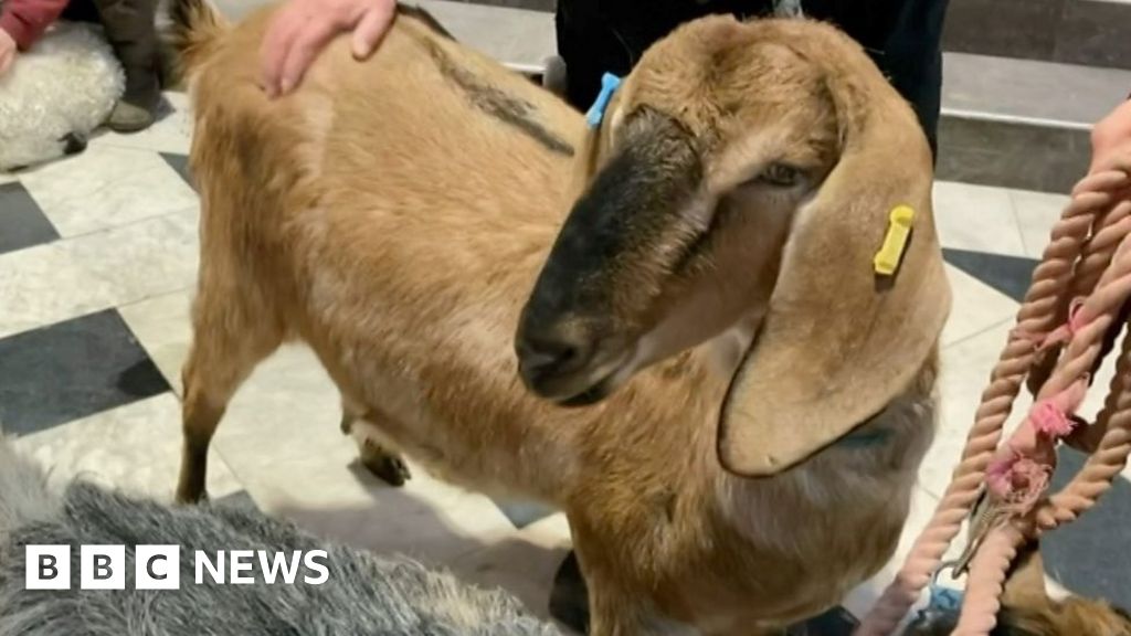 'Singing' goat Pablo in comeback cathedral gig - BBC News
