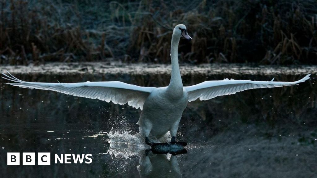 Dead swan found shot at Druridge Bay nature reserve
