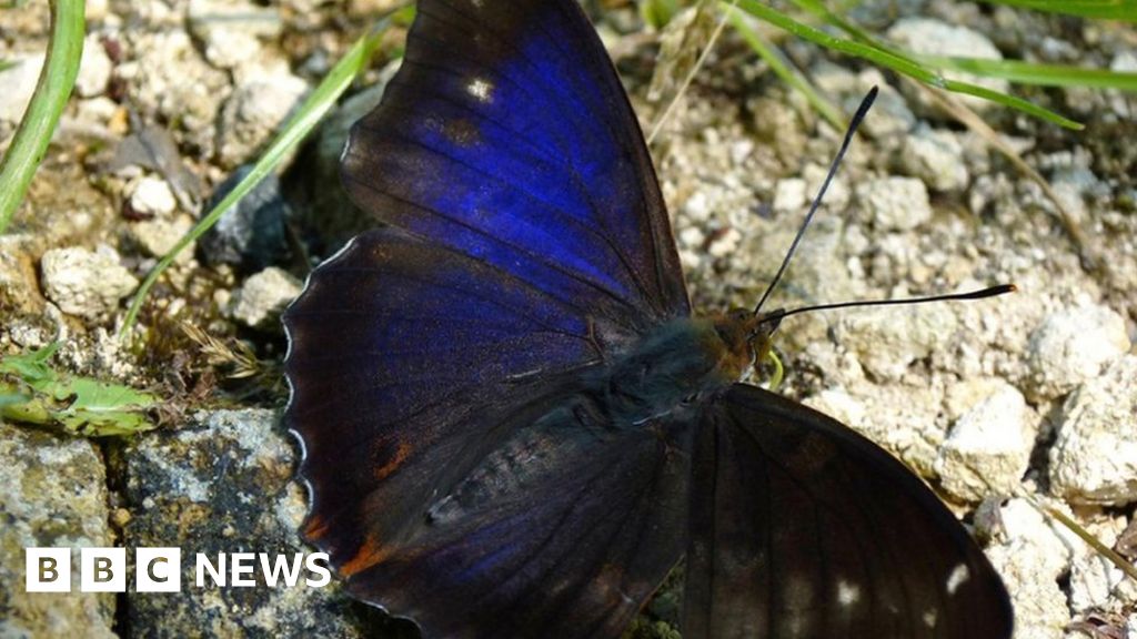 Tree planting aims to attract 'iconic' purple emperor butterfly - BBC News