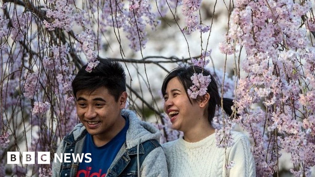 How to Hanami: Chasing Japan's cherry blossom season