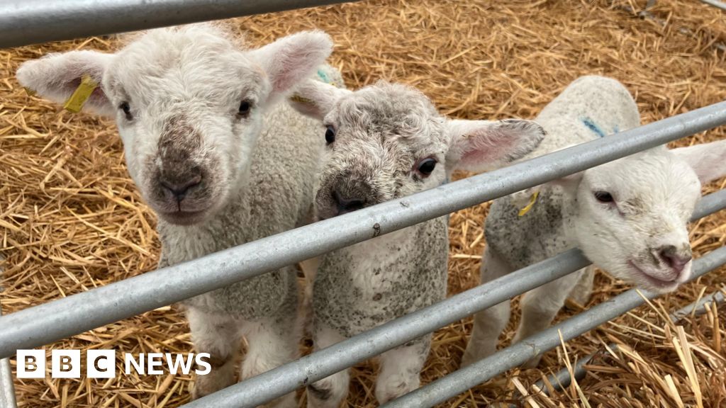 Irchester estate welcomes record number of lambs - BBC News