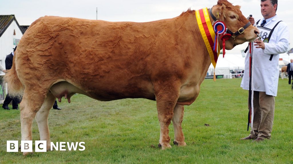 Harrogate's Great Yorkshire Show gets under way - BBC News
