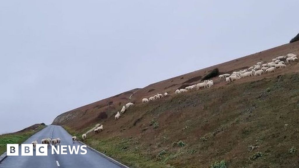 Freshwater Bay: Drivers warned as 50 sheep escape onto road - BBC News