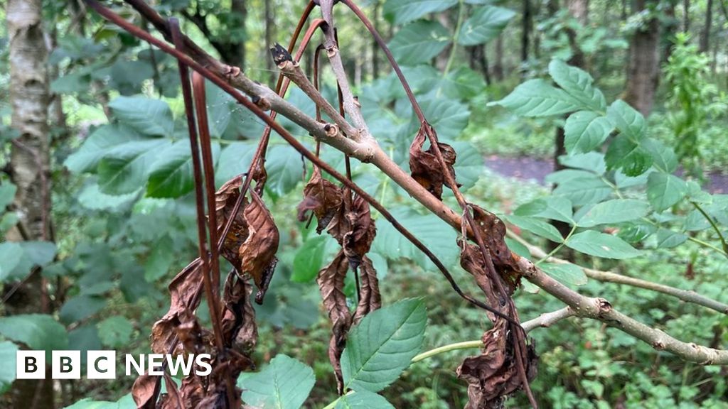Ash dieback: NI's native ash trees face fatal disease