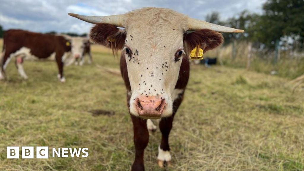 Call for farmers to join study on lab-grown meat - BBC News