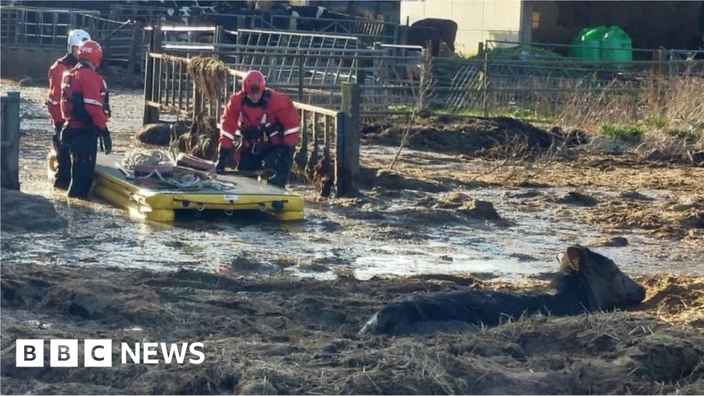 Cows stuck in slurry pit near Wimborne rescued by firefighters - BBC News