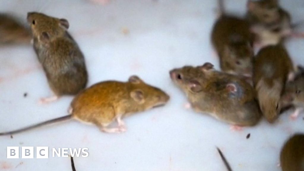 Australia mouse plague forces prison evacuation - BBC News