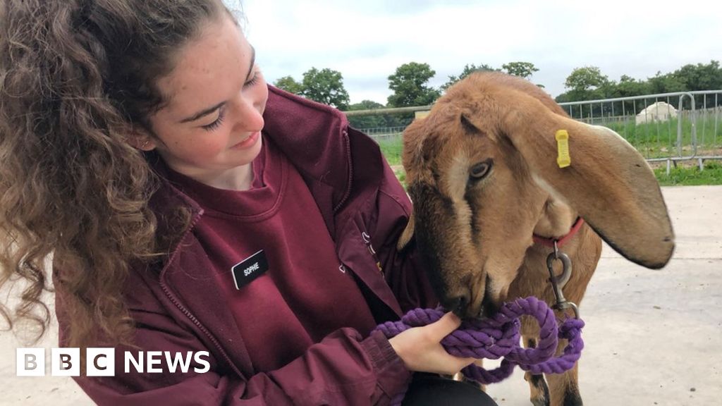 'Singing' goat causes giggling fits at Worcester Cathedral service ...