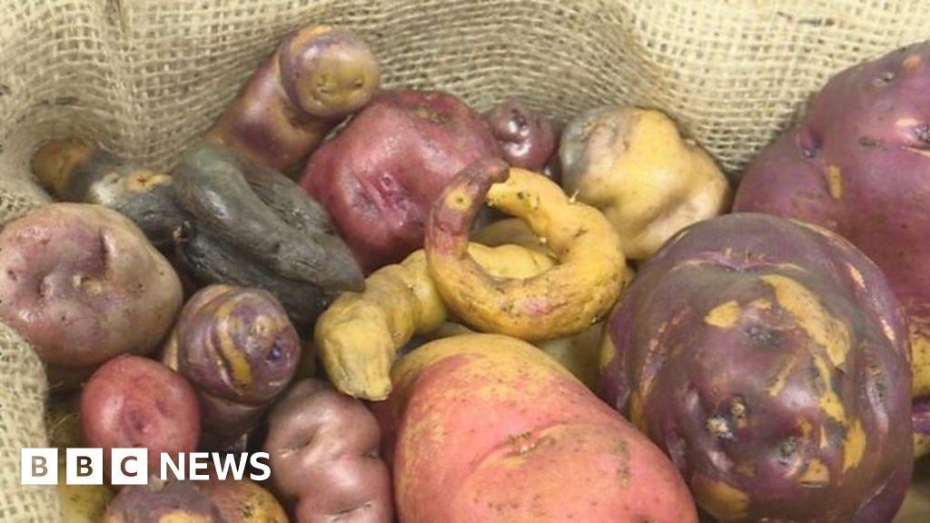 Genetic potato material sent to global seed vault - BBC News