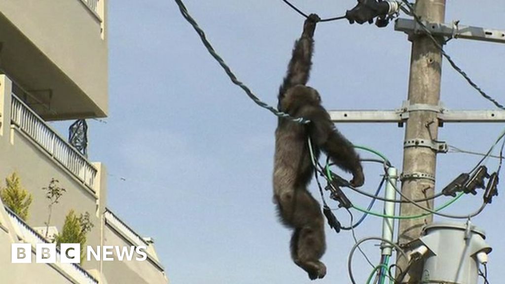Escaped chimp rescued from power line in Japan - BBC News
