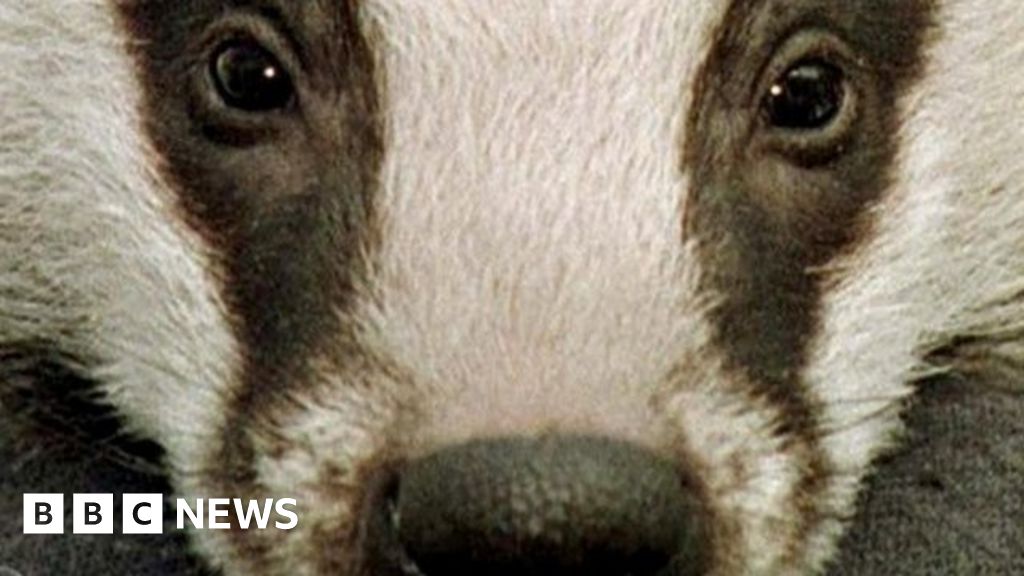 'Vicious' badger in Somerset sparks 999 call to police - BBC News