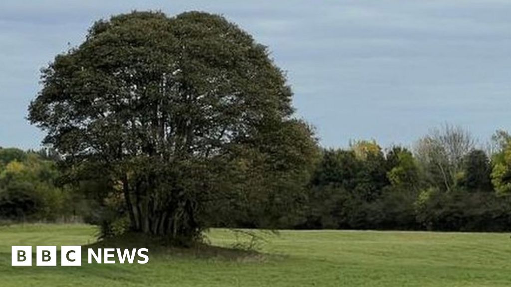 More than a thousand trees to be planted in north Northamptonshire ...