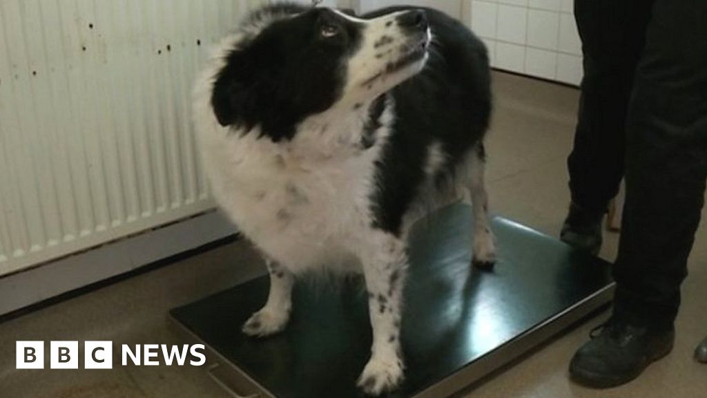 Big dog Bopper the Whopper 'too fat for a kennel' - BBC News