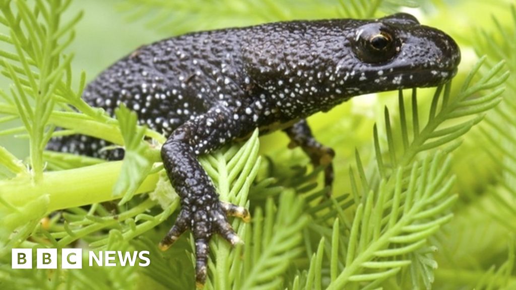 Chester Zoo wants fracking site newts' habitat protected - BBC News