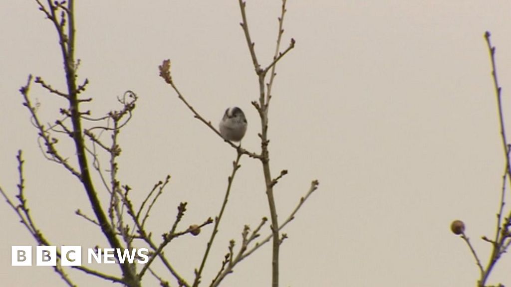 Wintering birds return to Longdon Marsh wetland - BBC News