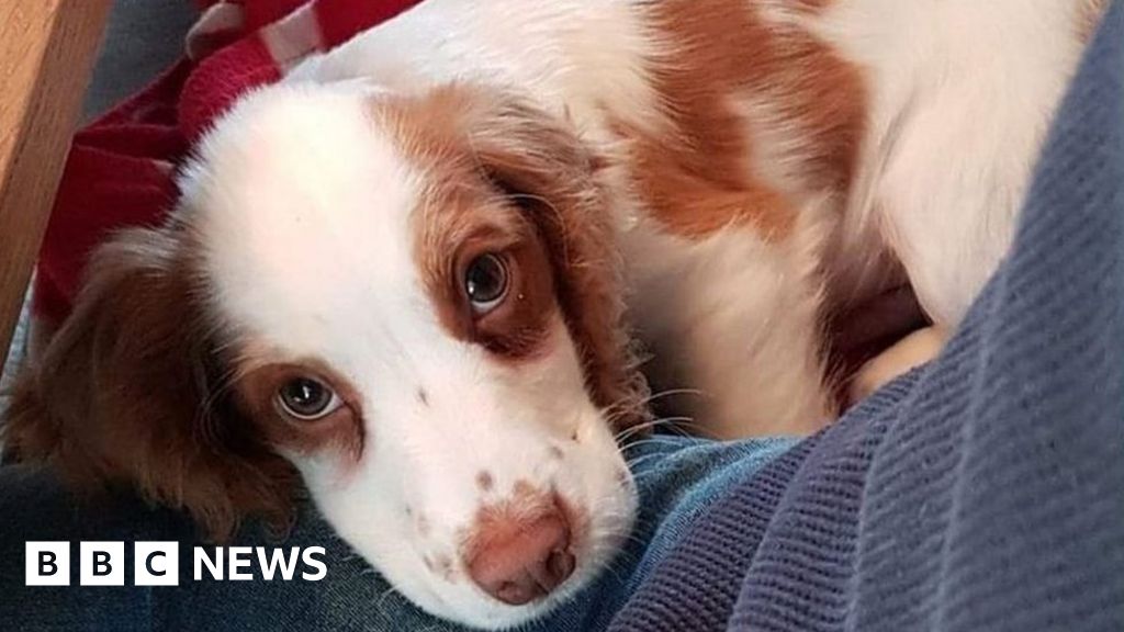 Family distraught as stolen puppy found dead in Leicestershire - BBC News