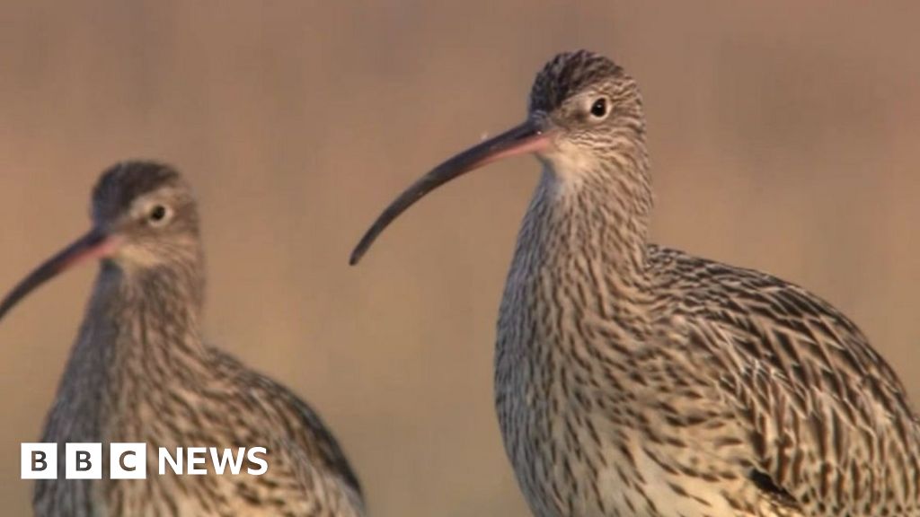 Biodiversity: Fears over curlew birds declining - BBC News