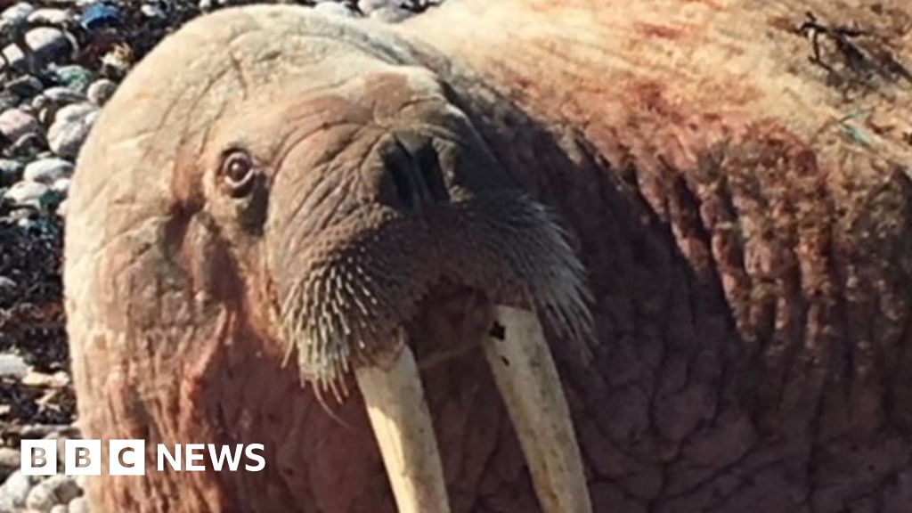Arctic walrus Wally spotted at Kinlochbervie - BBC News