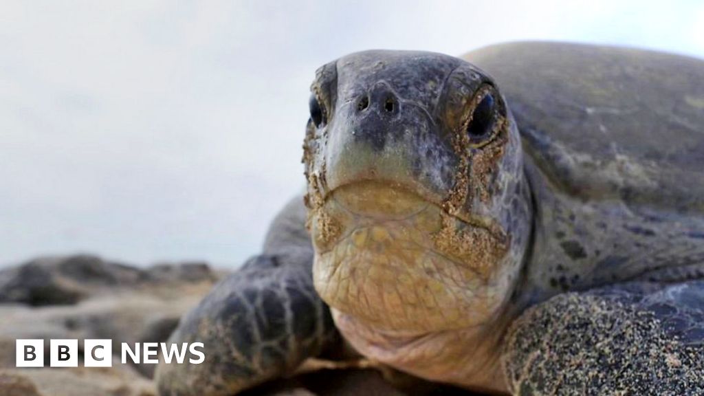 Sir David Attenborough: What's in Planet Earth III?