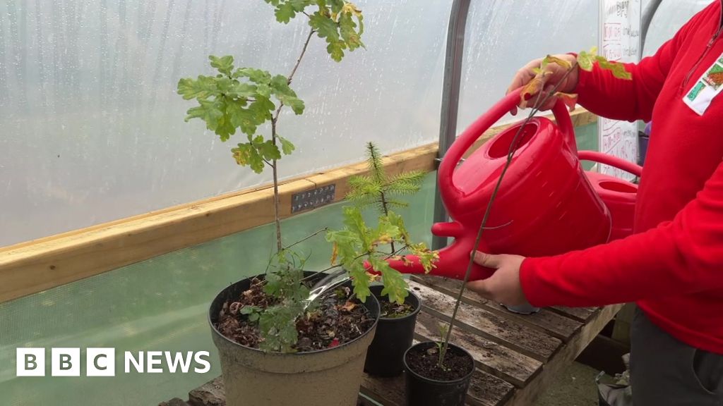 Projects to increase trees planted across Plymouth - BBC News