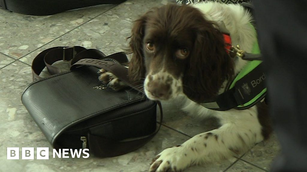 Meet the dogs fighting Heathrow Airport smugglers