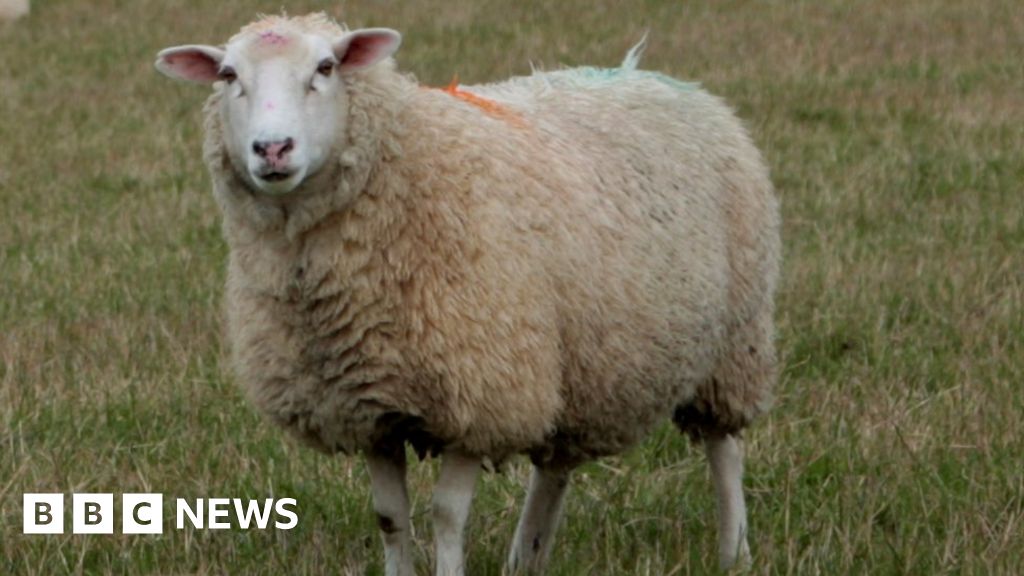 Eight sheep killed near Bicester in suspected dog attack