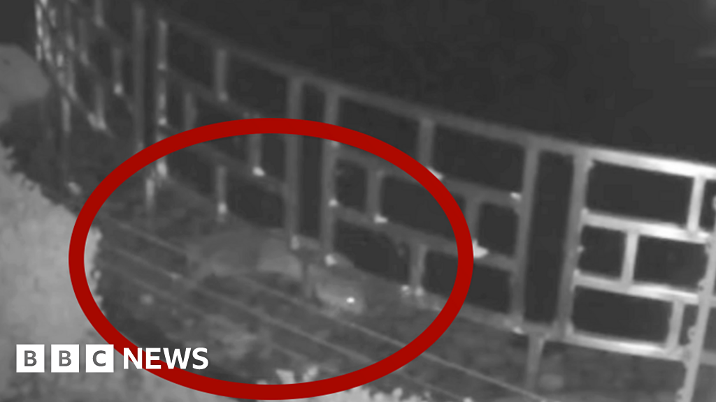 Watch the moment cheeky otter steals hotel's Koi carp - BBC News