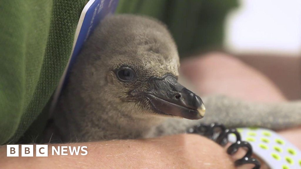 London Zoo unhatched baby penguin saved by staff - BBC News