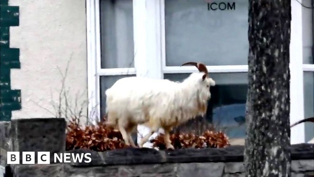 Coronavirus: Goats take over deserted Llandudno