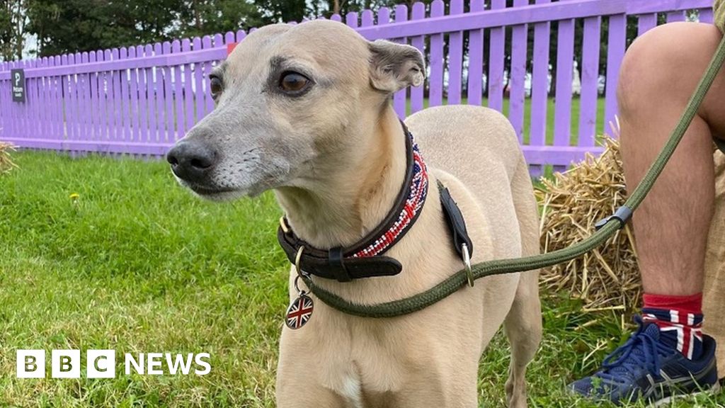 Dogs with disabilities put through their paces at Pet Paralympics - BBC ...