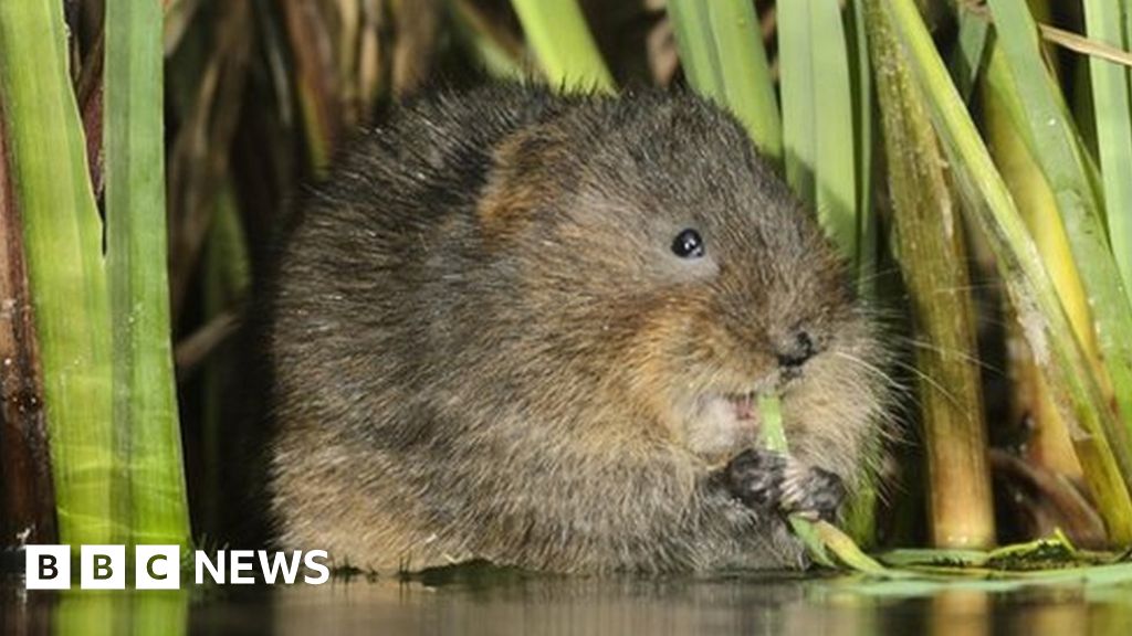 Water voles released in River Beane to fight extinction - BBC News