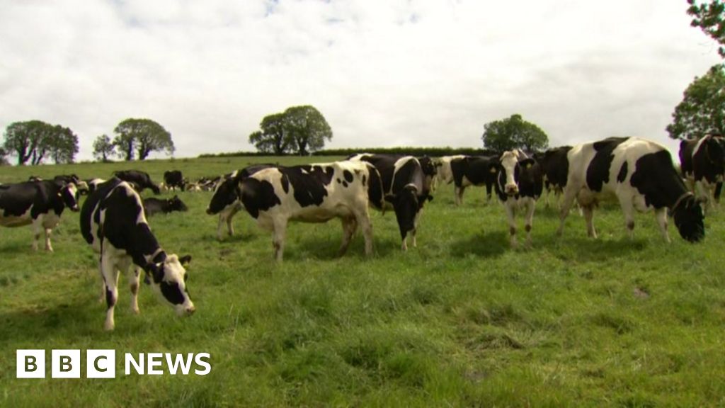 EU payments to Northern Ireland dairy farmers begin - BBC News