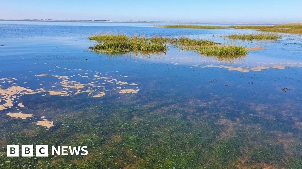 Project to restore marine habitats in Humber Estuary - BBC News