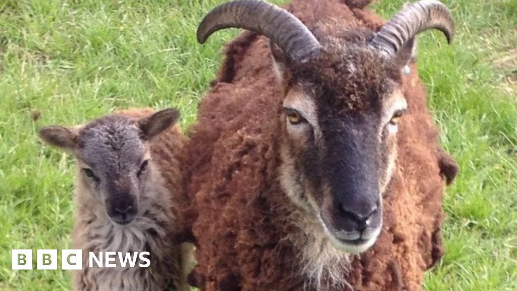 Rare sheep killed in Scarborough pellet gun attack - BBC News