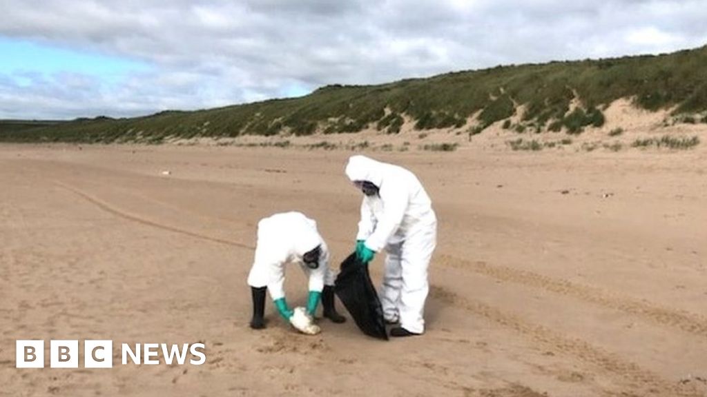 Bird flu: Outbreak not going away anytime soon, RSPB Scotland says ...