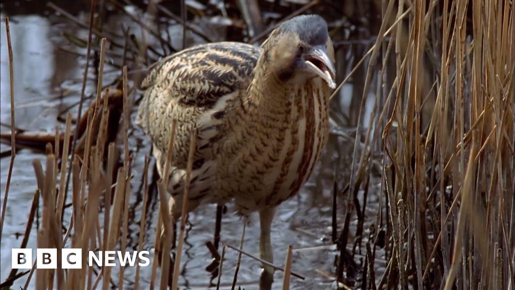 Booming bittern at record numbers, says RSPB - BBC News