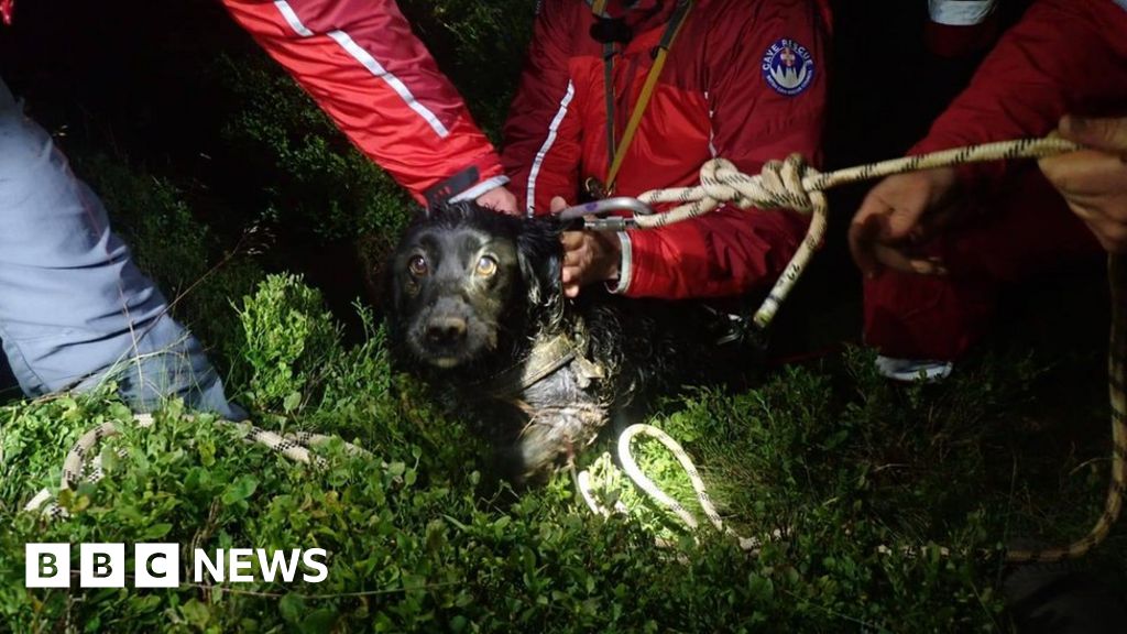 Dog saved by cave rescue team after Merthyr Tydfil fall - BBC News